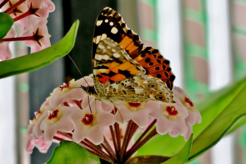 Papillon Multicolore Photos Stock - Téléchargez 3,904 Photos libres de ...