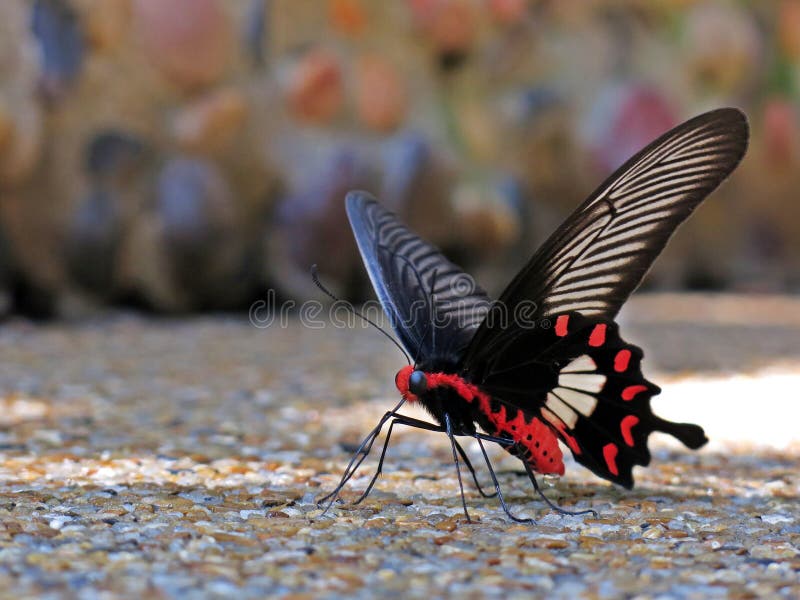 Beau Papillon Noir Rouge De Machaon Image stock - Image du aviateur ...