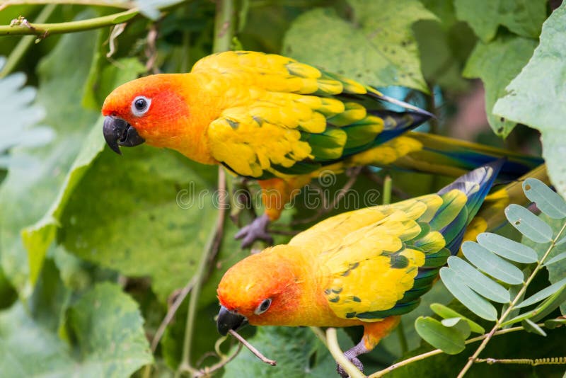 Beau Perroquet, Conure Du Soleil Photo stock - Image du faune, oiseau ...