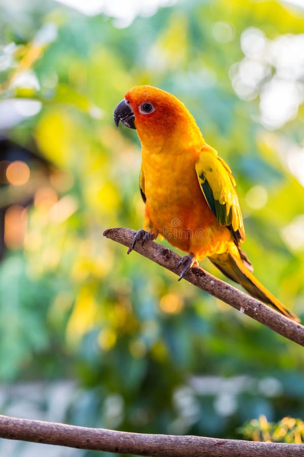 Beau Perroquet, Conure Du Soleil Photo stock - Image du faune, oiseau ...