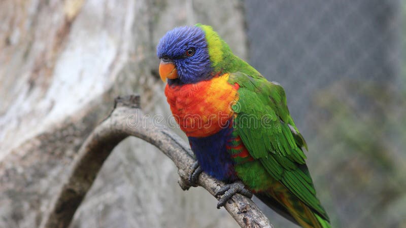Beau Perroquet De Lorikeet D'arc-en-ciel Photo stock - Image du en ...