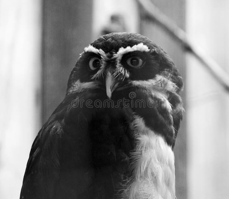 1,472 Hibou Noir Et Blanc Photos libres de droits et gratuites de ...