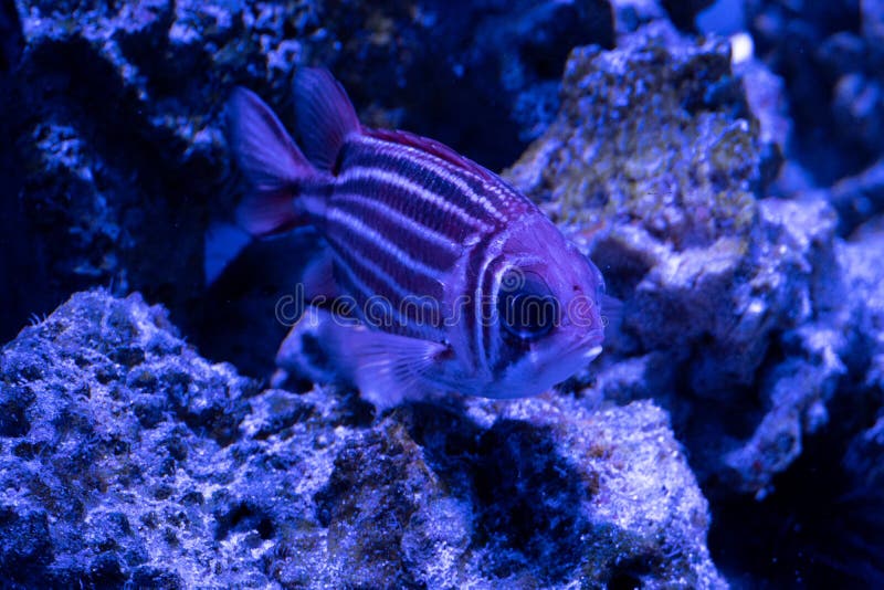 Beau Poisson De Mer Rouge Contexte Marin Aquarium Photo stock - Image ...