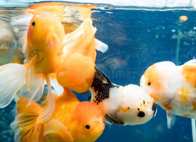 Beau Poisson Qui Nage Dans L'aquarium Photo stock - Image du bocal ...