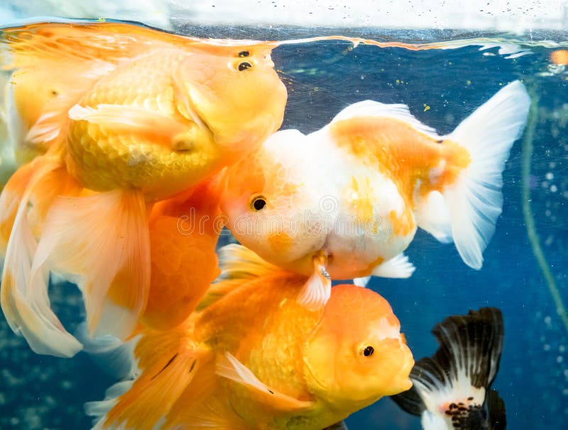 Beau Poisson Qui Nage Dans L'aquarium Photo stock - Image of concept ...