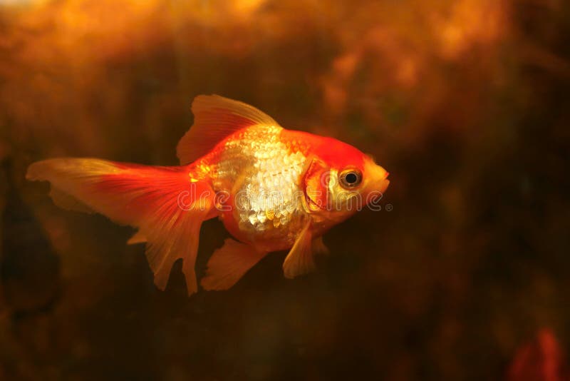 Beau Poisson Rouge Dans L'aquarium Cycle Sur Le Fond Bleu. Image stock ...