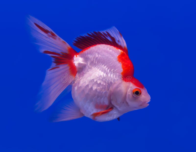 Beau Poisson Rouge Dans L'aquarium Image stock - Image du sauvage ...