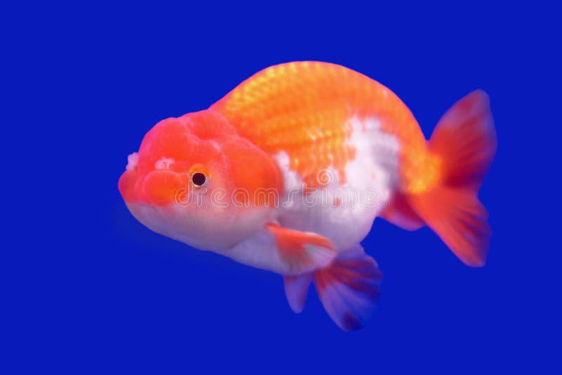 Ranchu Ou Poisson Rouge Principal De Lion Image stock - Image du ...