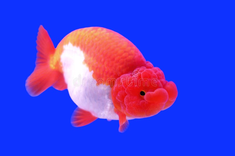 Ranchu Ou Poisson Rouge Principal De Lion Image stock - Image du ...