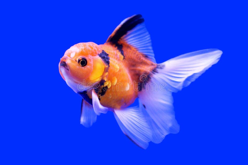 Ranchu Ou Poisson Rouge Principal De Lion Image stock - Image du ...