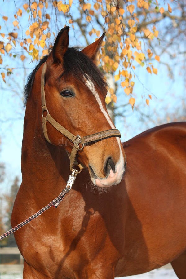 Beau Cheval De Baie Galopant En Automne Image stock - Image du galoper ...