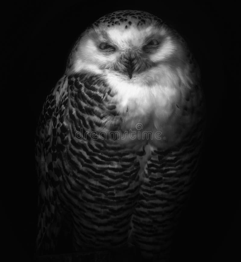 1,867 Hibou Noir Et Blanc Photos libres de droits et gratuites de ...