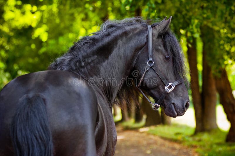Beau Portrait Frison De Cheval Image stock - Image du beau, pré: 32237359