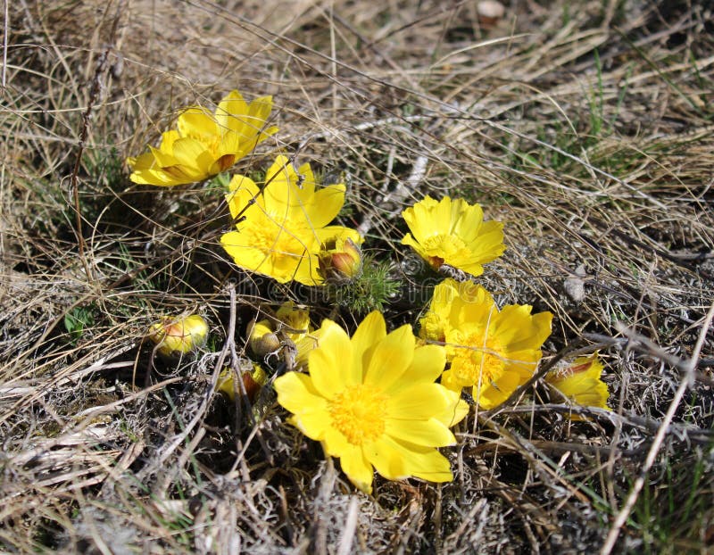 Printemps Adonis Fleur Dans Les Champs Et Les Collines Photo stock ...