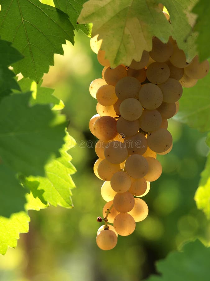 Beau raisin blanc photo stock. Image du arrêter, foreground - 11043248