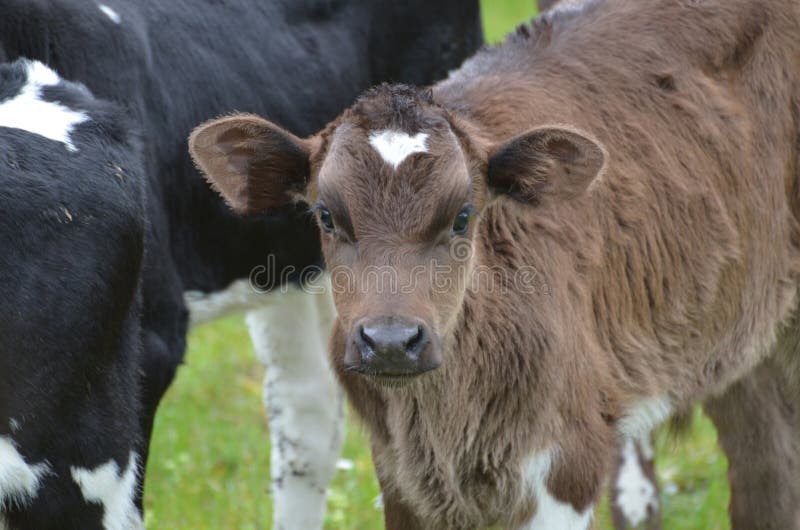 Visage de veau de Brown image stock. Image du adorable - 67239501