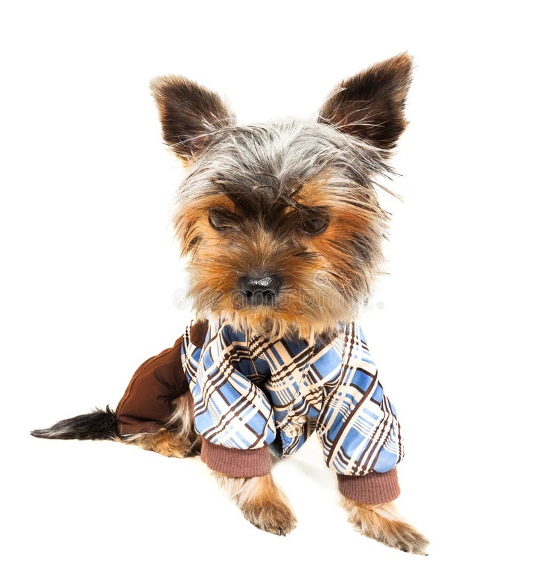 Beau Yorkshire Terrier Mignon Brun Dans Le Pull Photo stock - Image du ...