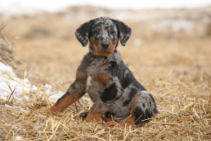 Beauce Shepherd Dog Looking at You Stock Photo - Image of black, straw ...