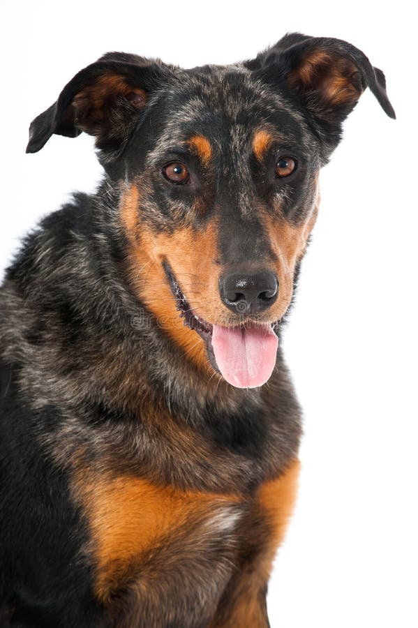 Beauceron dog stock photo. Image of camera, sitting, sheepdog - 40170784