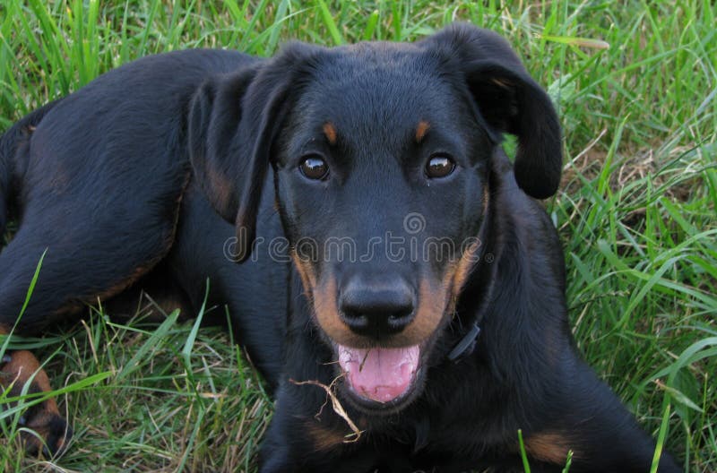 Beauceron puppy stock photo. Image of beauce, animals - 49721872
