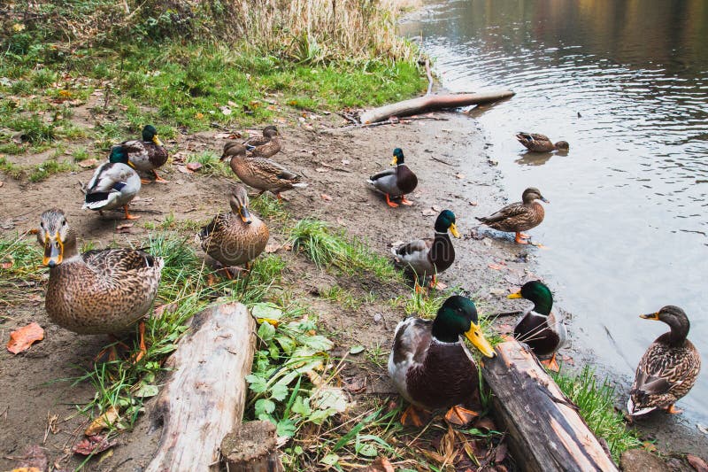 Groupe De Canards Sauvages De Canard Sur Le Rivage De Lac Image stock ...