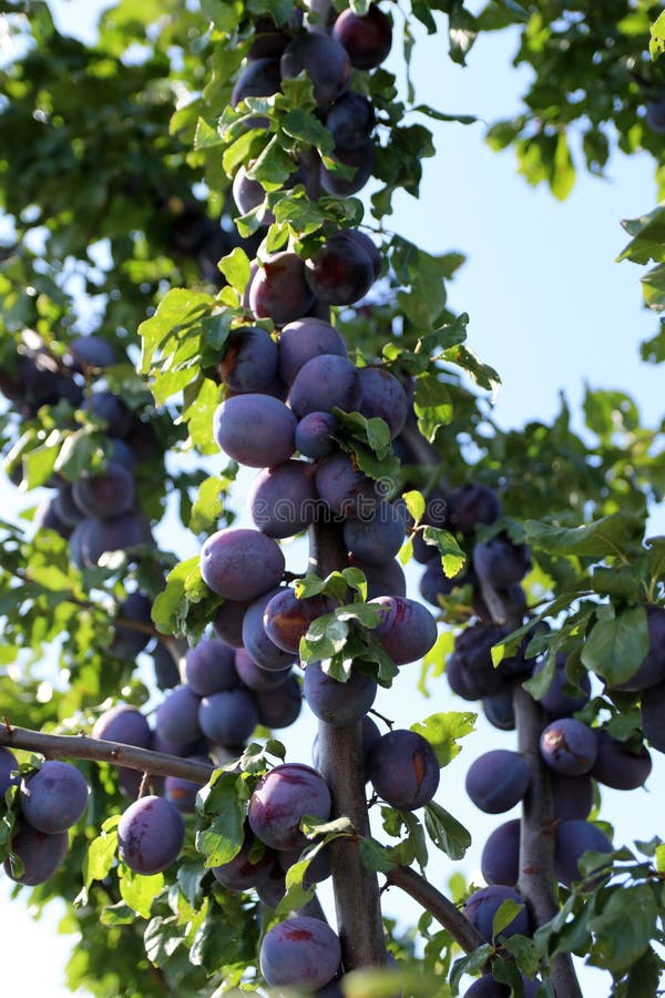 Prunes Italiennes De Pruneau Sur L'arbre Image stock - Image du nature ...