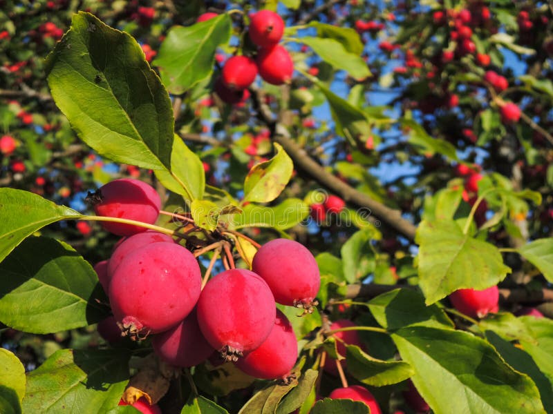 Beaucoup De Petites Pommes Rouges Sur Un Pommier Photo stock - Image du ...