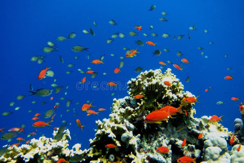 Beaucoup De Petits Poissons Dans Le Corail Photo stock - Image du ...