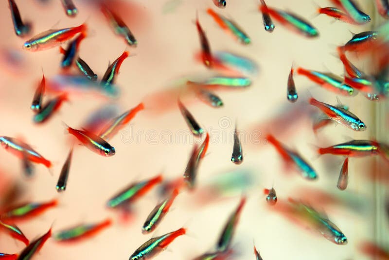 Beaucoup De Petits Poissons Tropicaux Image stock - Image du briller ...