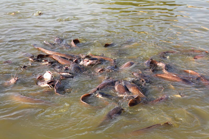 Beaucoup De Poissons Rouges Dans Un Aquarium Bleu Image stock - Image ...
