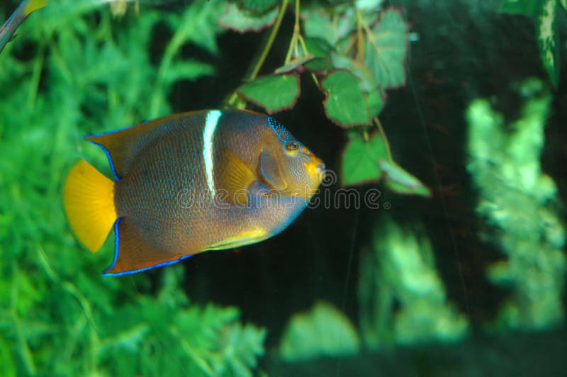 Beaucoup De Poissons 2 De Couleurs Photo stock - Image du durée, animal ...