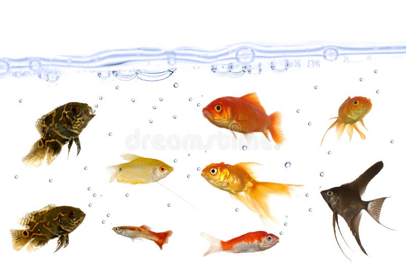 Beaucoup De Poissons D'aquarium Image stock - Image du domestique ...