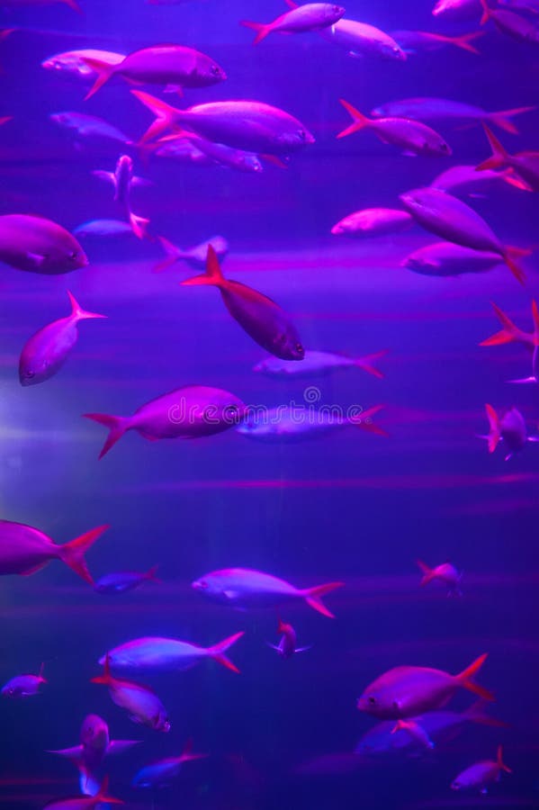 Beaucoup De Poissons Dans L'aquarium Photo stock - Image du marin ...