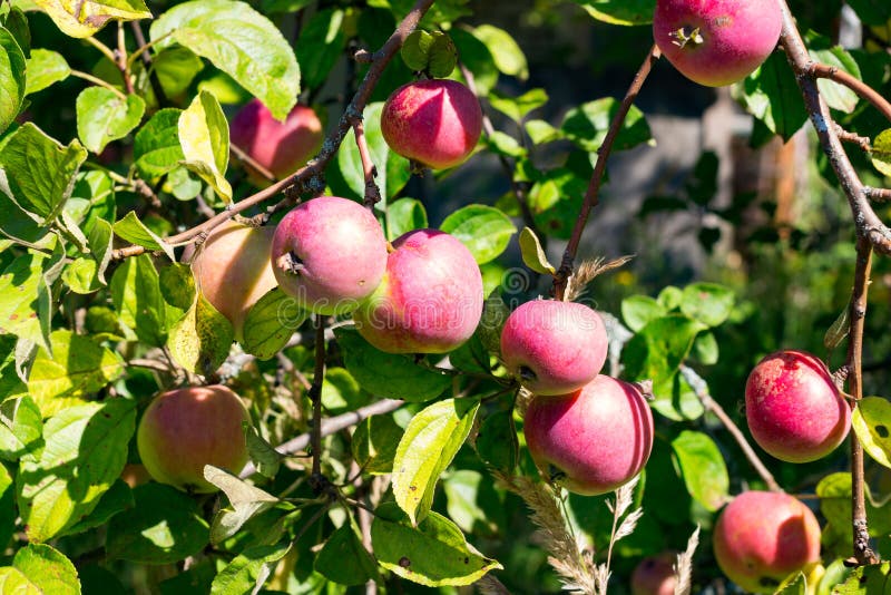Beaucoup De Petites Pommes Rouges Sur Un Pommier Photo stock - Image du ...