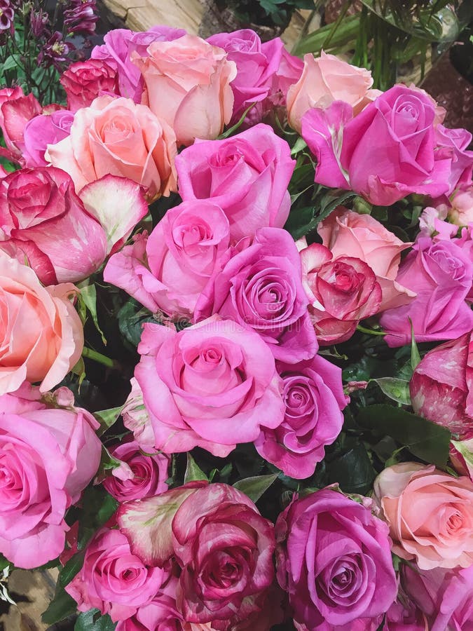 Beaucoup De Roses Romantiques Roses Image stock - Image du doux, été ...