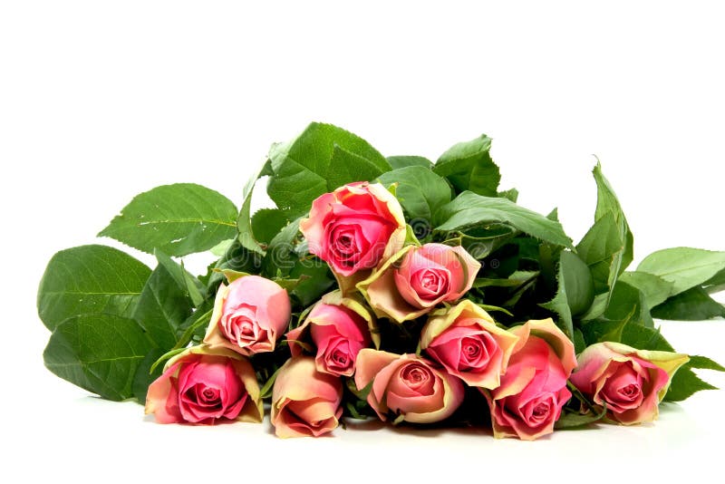 Beaucoup De Roses Romantiques Roses Image stock - Image du fond, épine ...