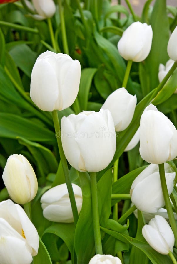 Tulipes blanches photo stock. Image du vert, tulipe, rose - 65115786