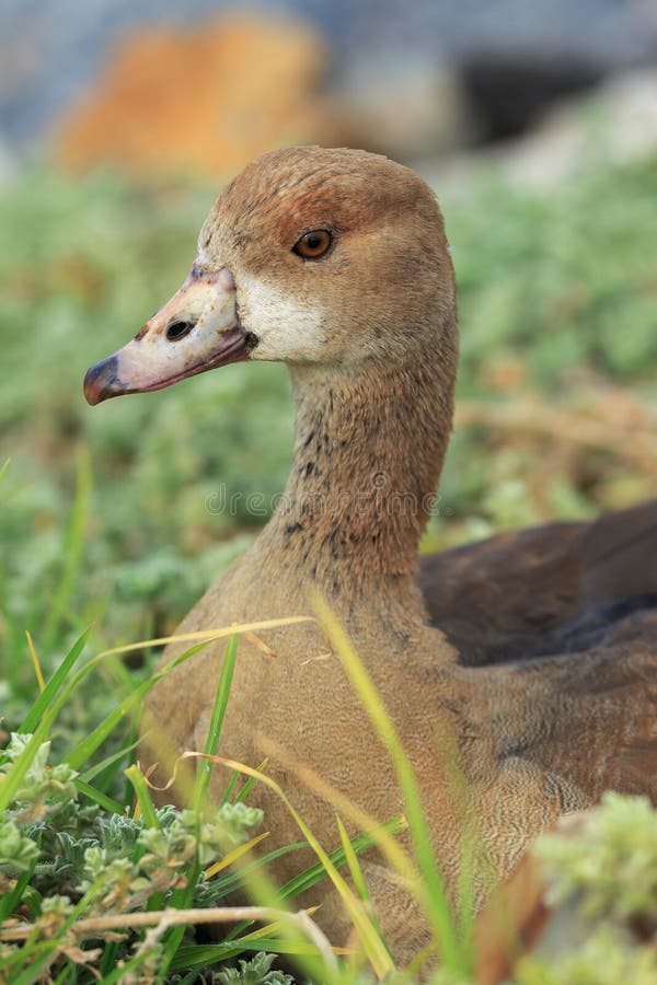 Beauftiful Wild Duck in Cape Town Stock Photo - Image of platyrhynchos ...