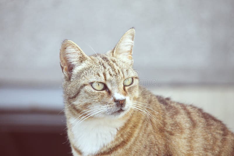 Grey cat outside stock photo. Image of outside, animal - 115897828