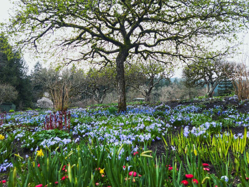 Beauiful Garden with Assorted Flowers Under Tree Stock Photo - Image of ...