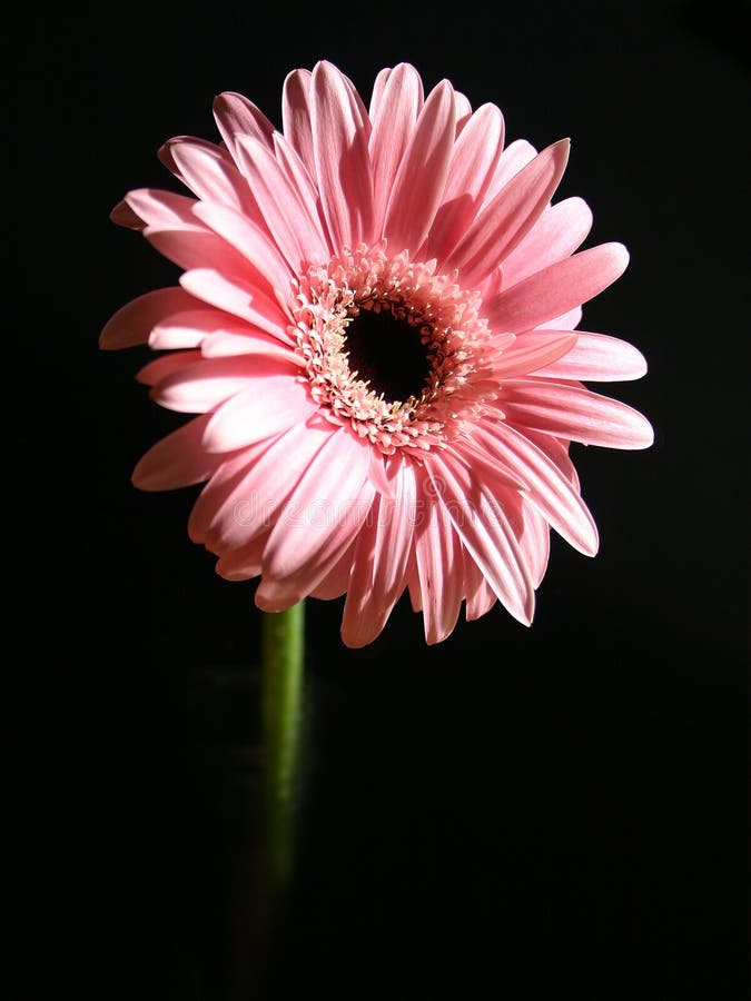 Beauiful Gerber Daisy stock image. Image of lighting, spring - 675393