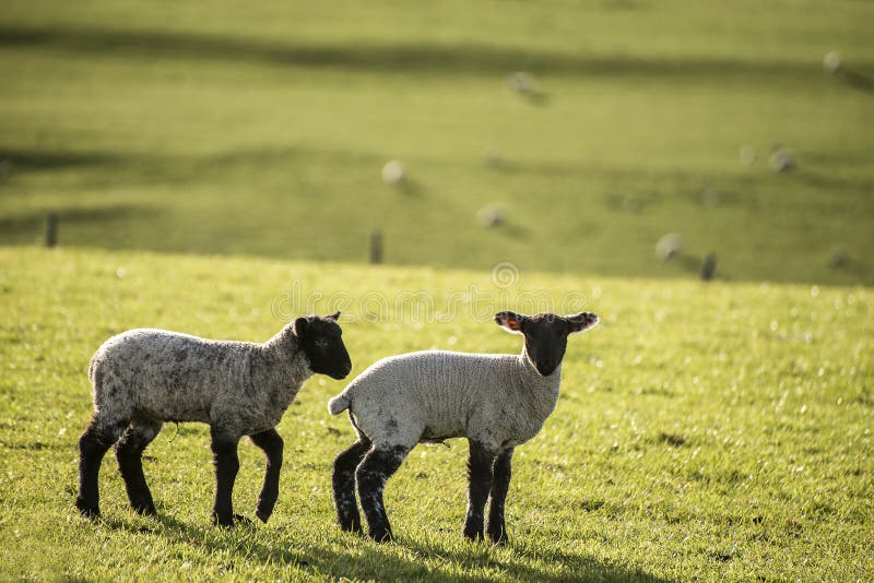 Beauitful Landscape Image of Newborn Spring Lambs and Sheep in F Stock ...