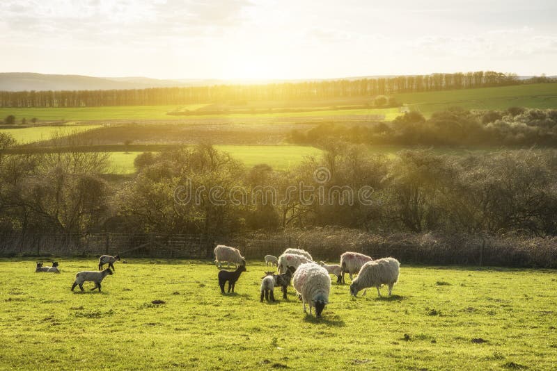 Beauitful Landscape Image of Newborn Spring Lambs and Sheep in F Stock ...