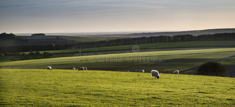 Beauitful Landscape Image of Newborn Spring Lambs and Sheep in F Stock ...
