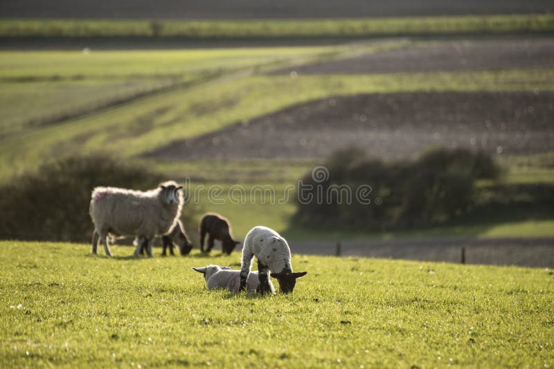 Beauitful Landscape Image of Newborn Spring Lambs and Sheep in F Stock ...