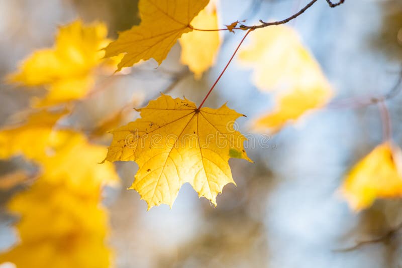 Beauitful Yellow Maple Leves on a Tree Stock Image - Image of season ...