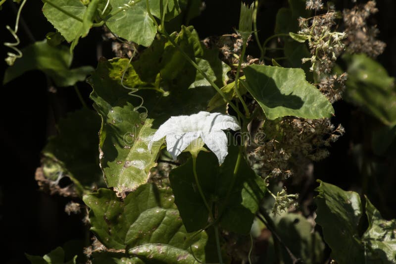Beaumontia Grandiflora or Easter Lily Vine Stock Photo - Image of ...