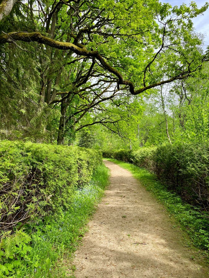 Beauriful summer forest stock image. Image of rural - 188218013