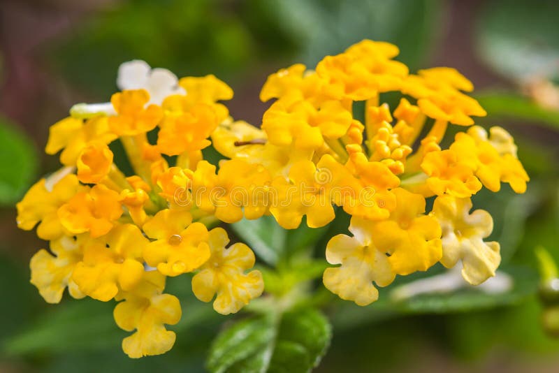 Yellow lantana flowers stock photo. Image of beautiful - 124307546