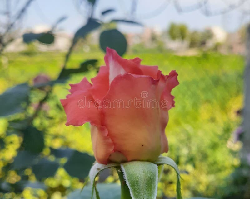 161 Allah Rose Stock Photos - Free & Royalty-Free Stock Photos from ...